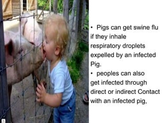 SWINE FLU virus and its origin influenza | PPT