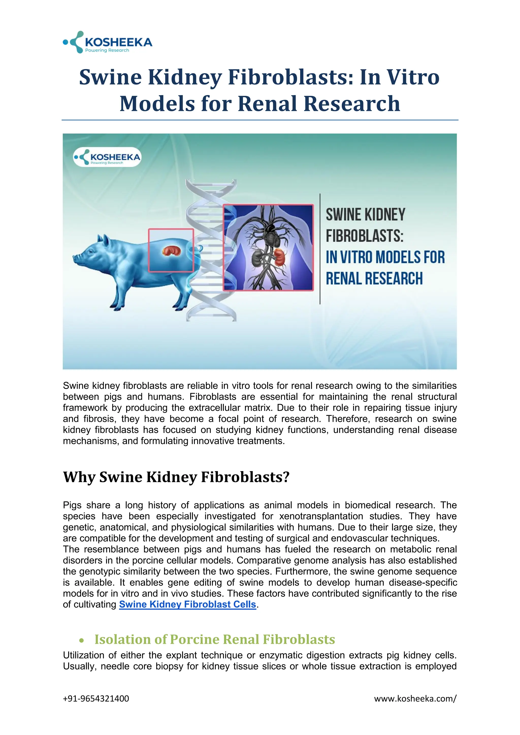 Swine Kidney Fibroblasts: In Vitro Models for Renal Research | PDF