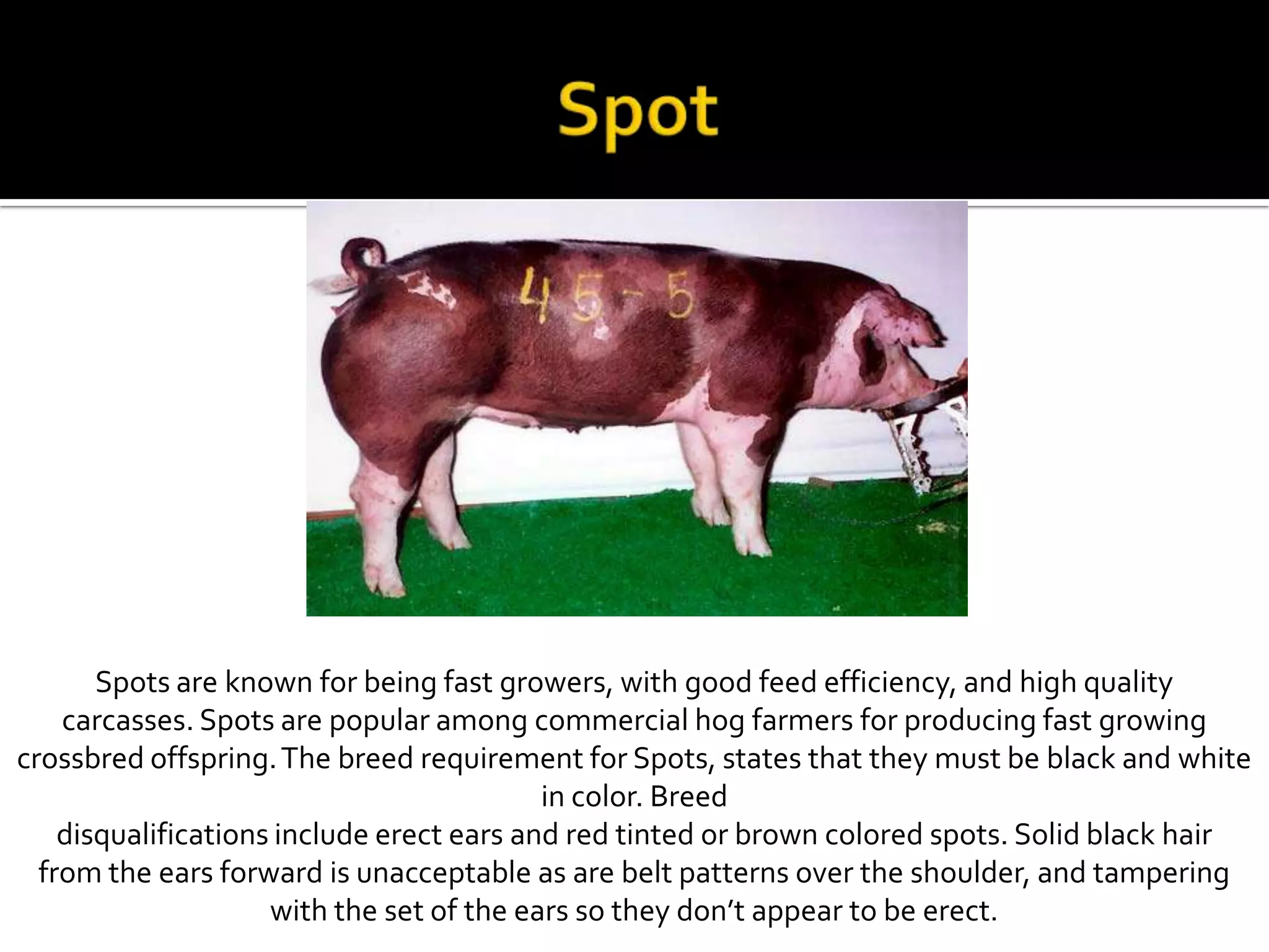 Swine production | PPTX