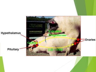 Swine Production.ppt