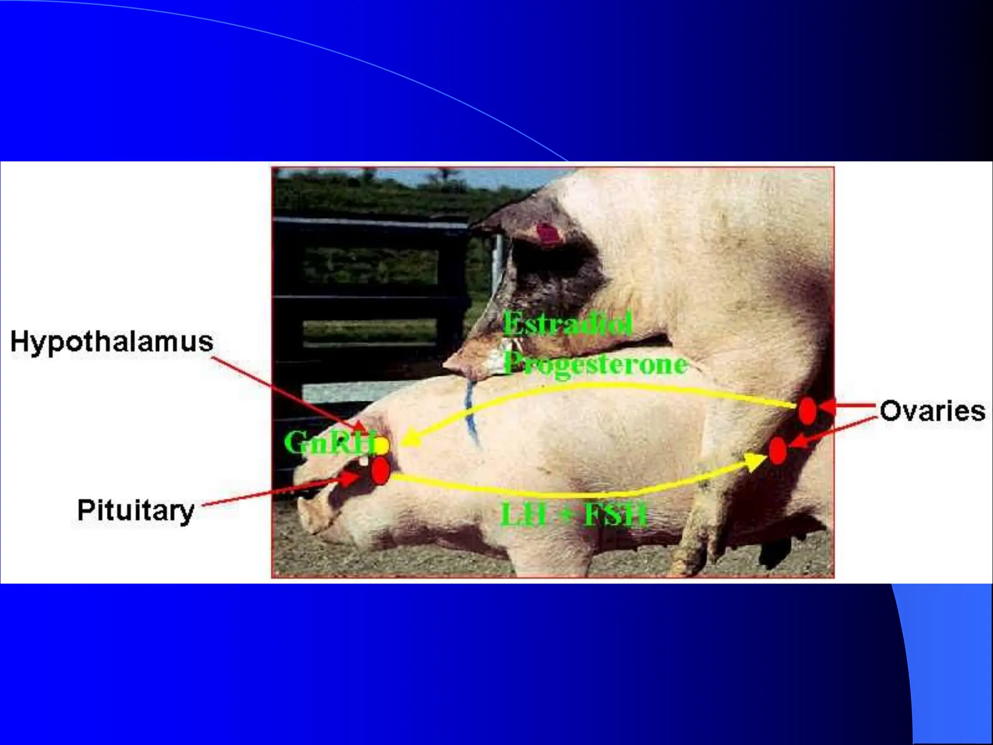 Swine_Production_and_Classes_REBECCA_BEGOON.ppt