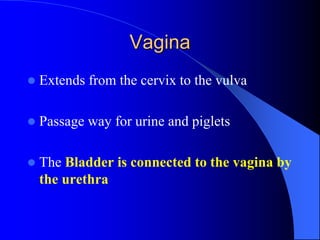 Swine_Production_and_Classes_REBECCA_BEGOON.ppt