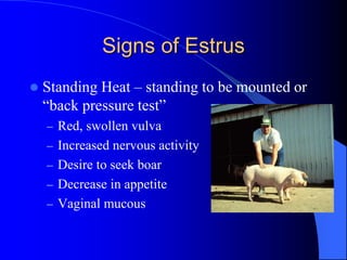 Swine_Production_and_Classes_REBECCA_BEGOON.ppt