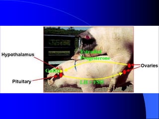 Swine Production and Classes - Animal Production.ppt
