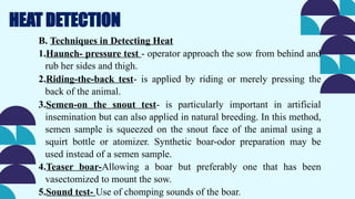 Swine Production and management Shela.pptx