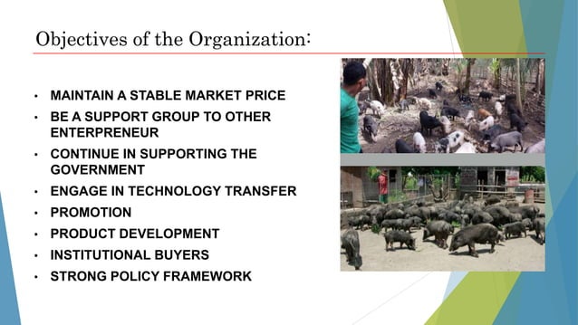 Swine Raising Org-1.pptx