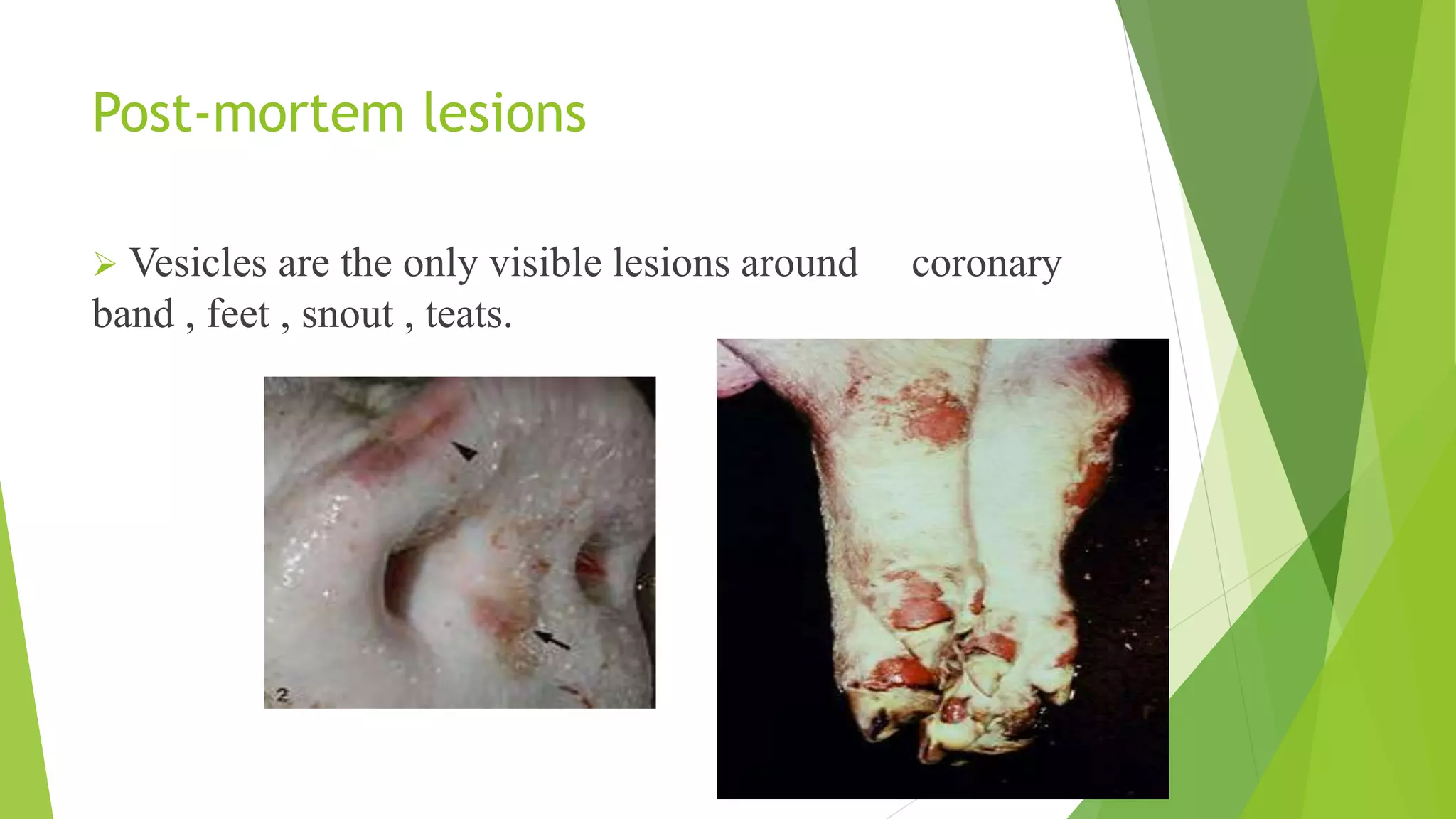 Swine vesicular disease | PPTX