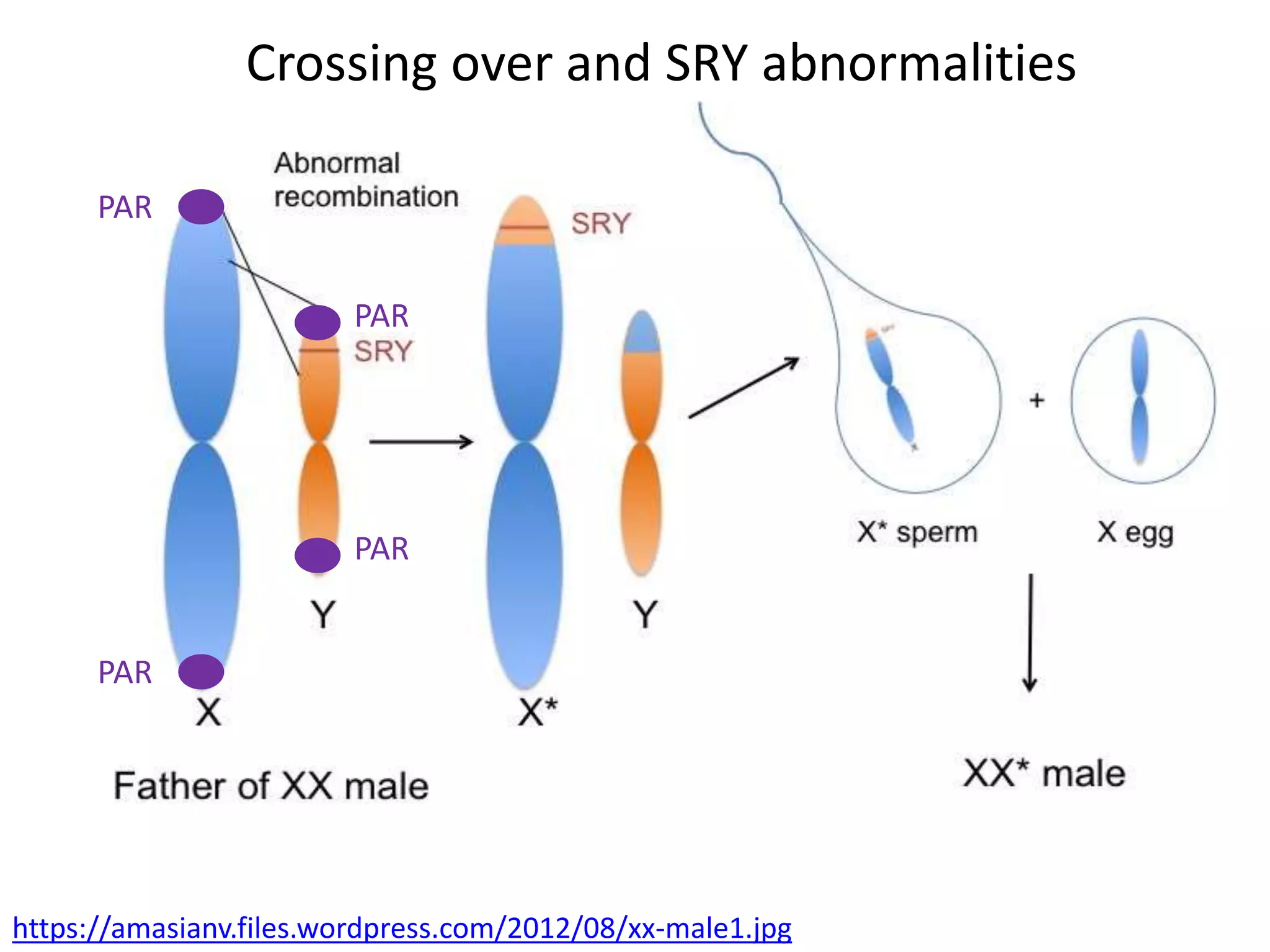 Switching On Sex Mastered By Sry Gene Pptx Reproductive Health Diseases And Conditions