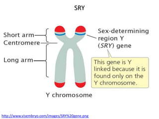 Switching on sex: Mastered by SRY gene | PPTX | Reproductive Health ...