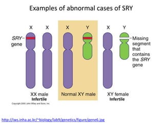 Switching on sex: Mastered by SRY gene | PPTX | Reproductive Health ...