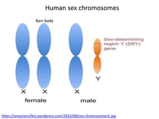 Y Chromosome Sry