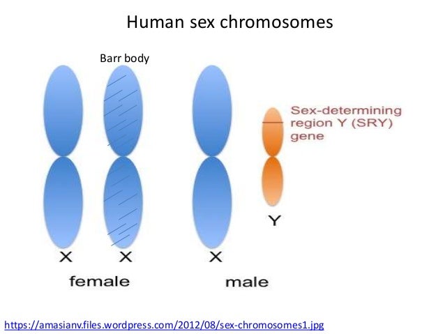Switching On Sex Mastered By Sry Gene