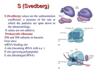 The flow of genetic information translation (1) | PPT