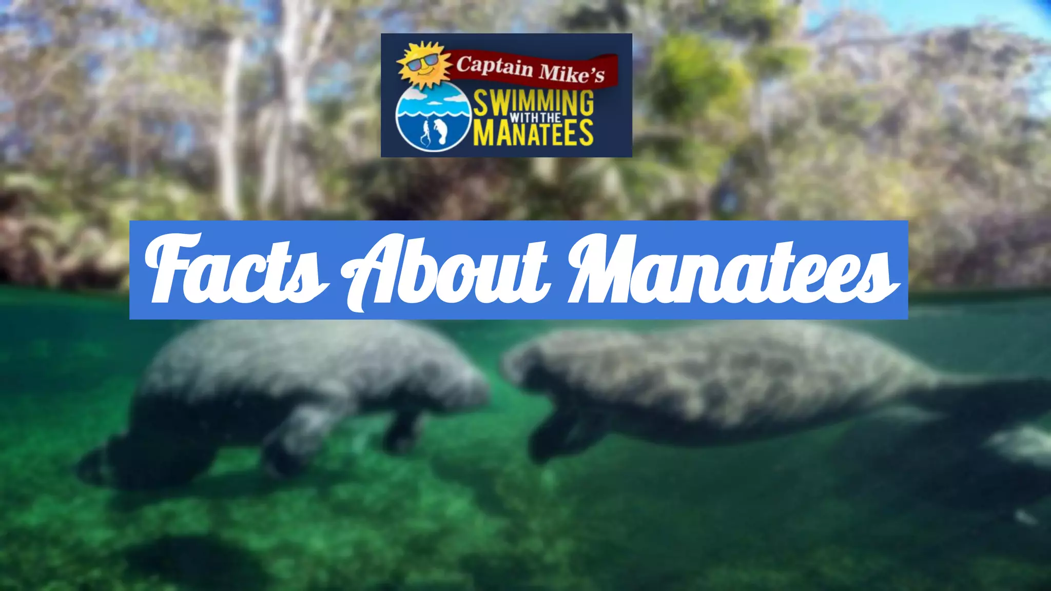 Facts About Manatees | PDF