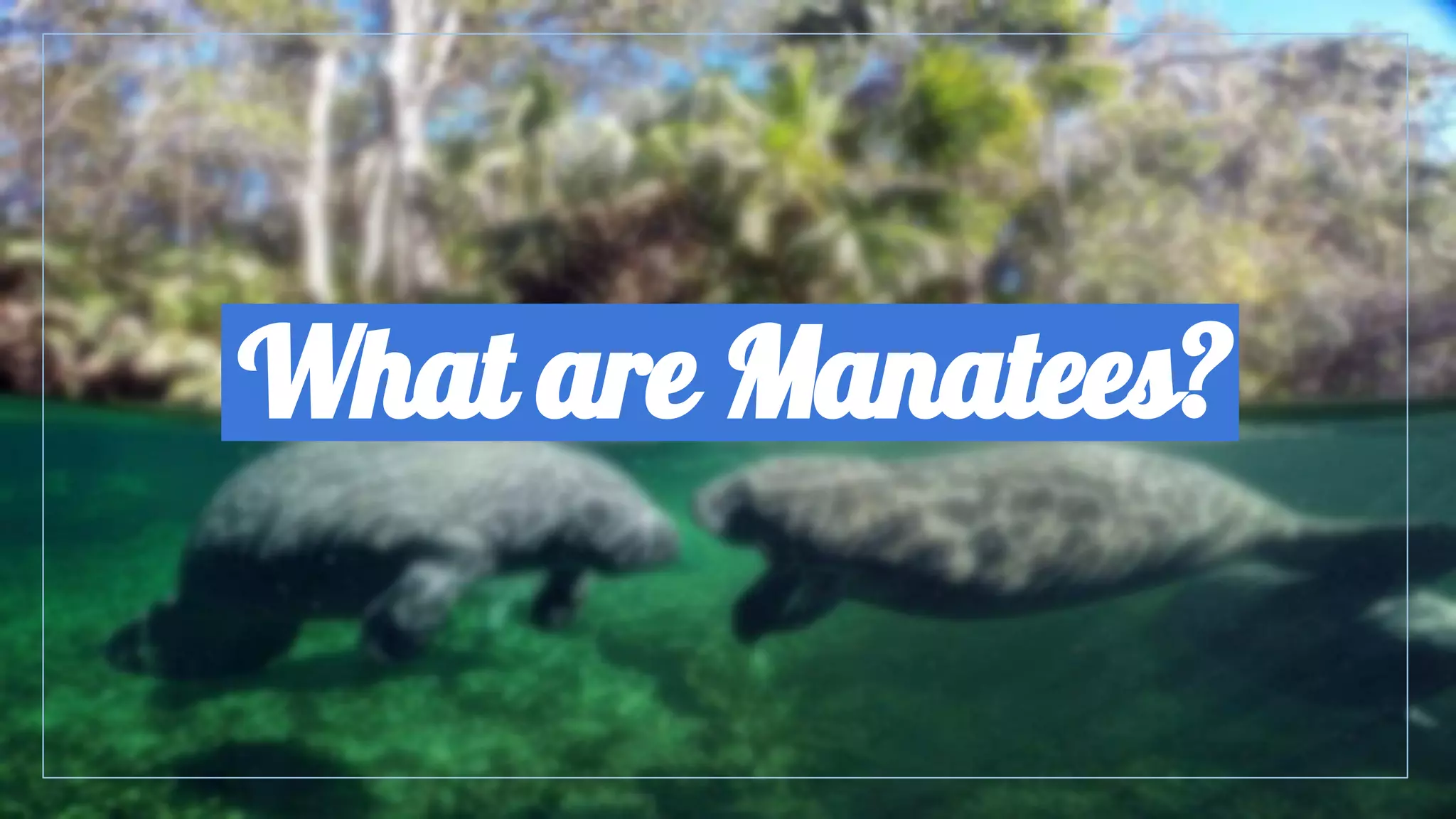 Facts About Manatees | PDF