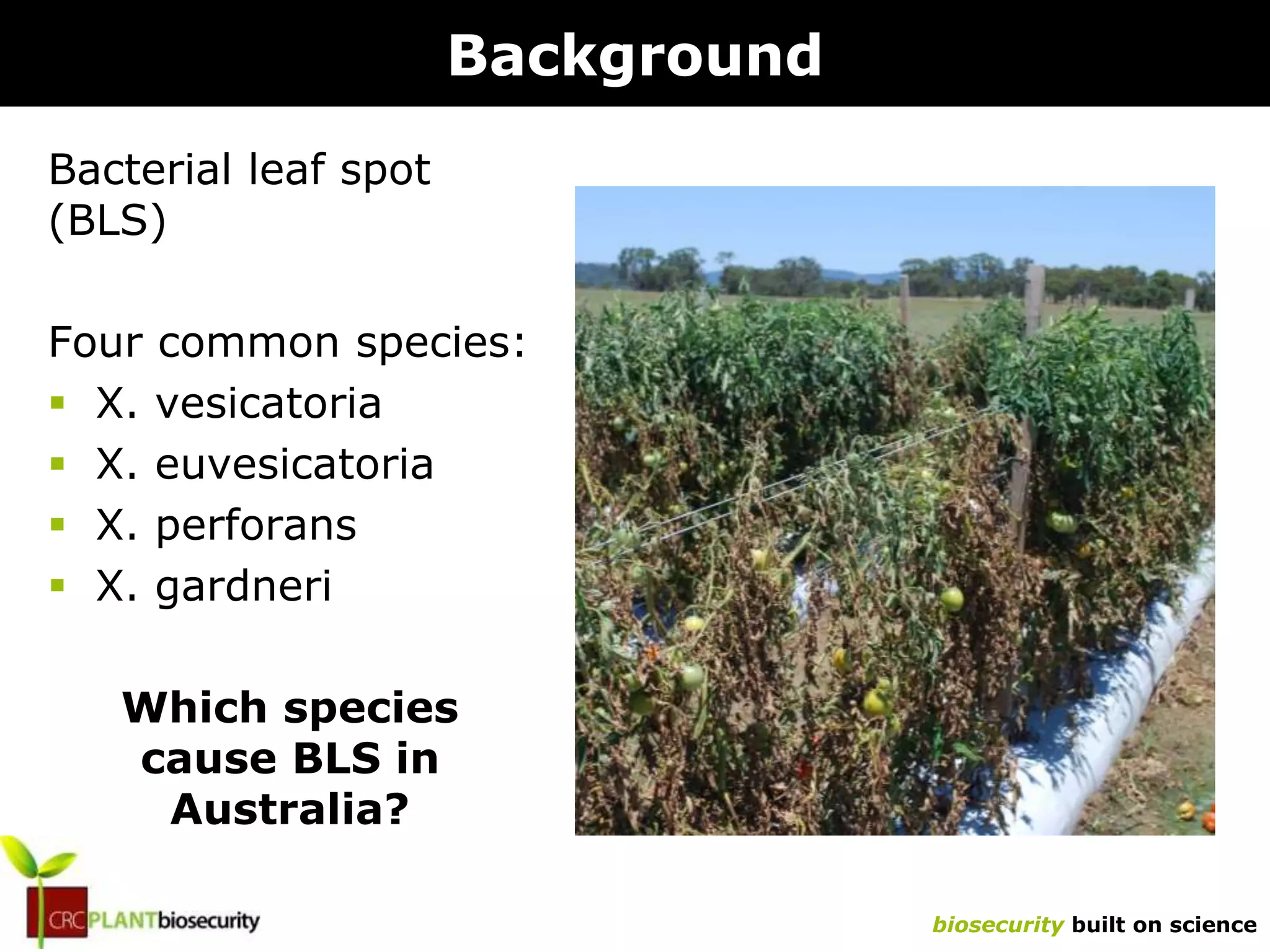Session 7: Identification of Xanthomonas species causing bacterial leaf ...