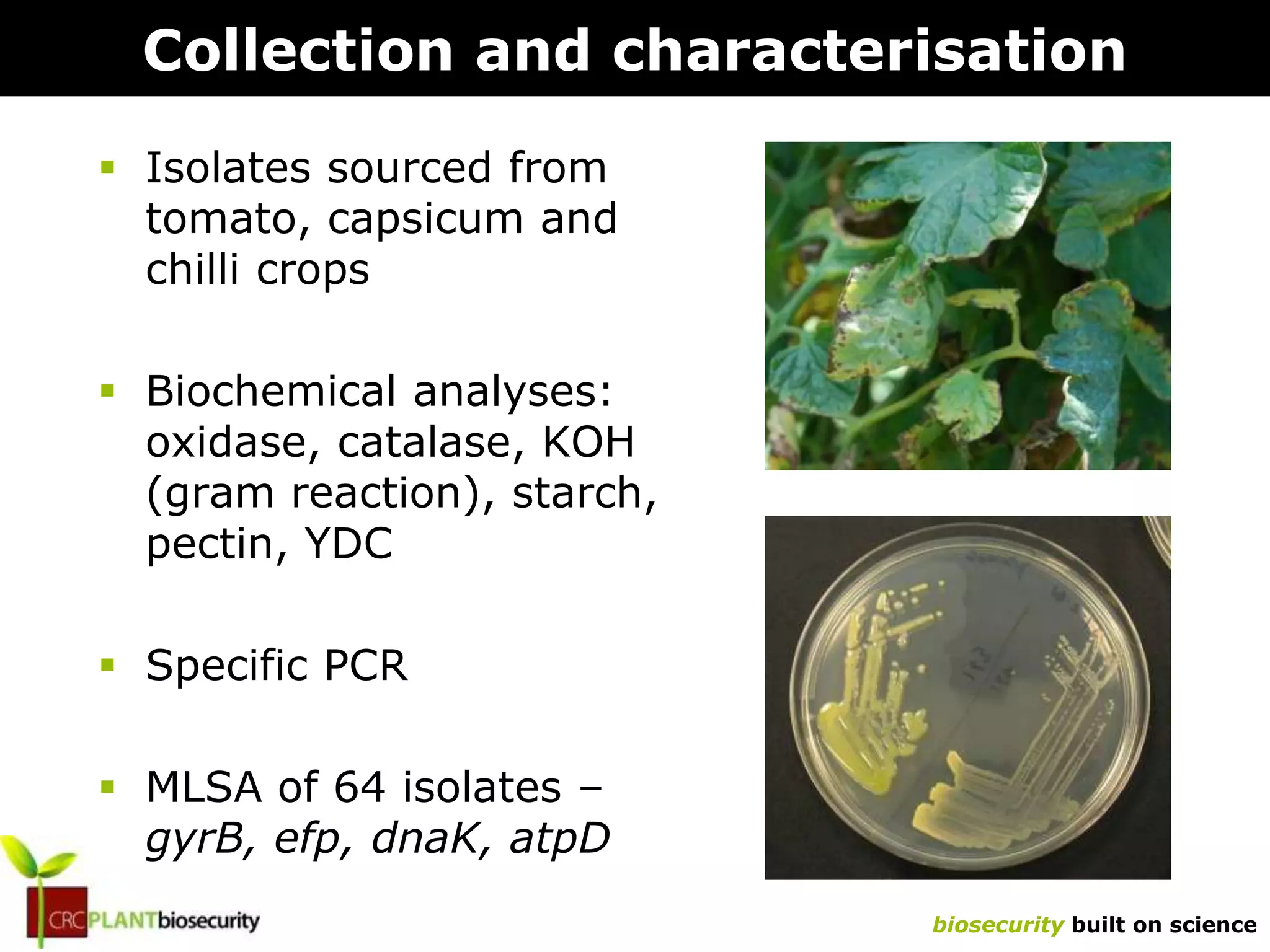 Session 7: Identification of Xanthomonas species causing bacterial leaf ...