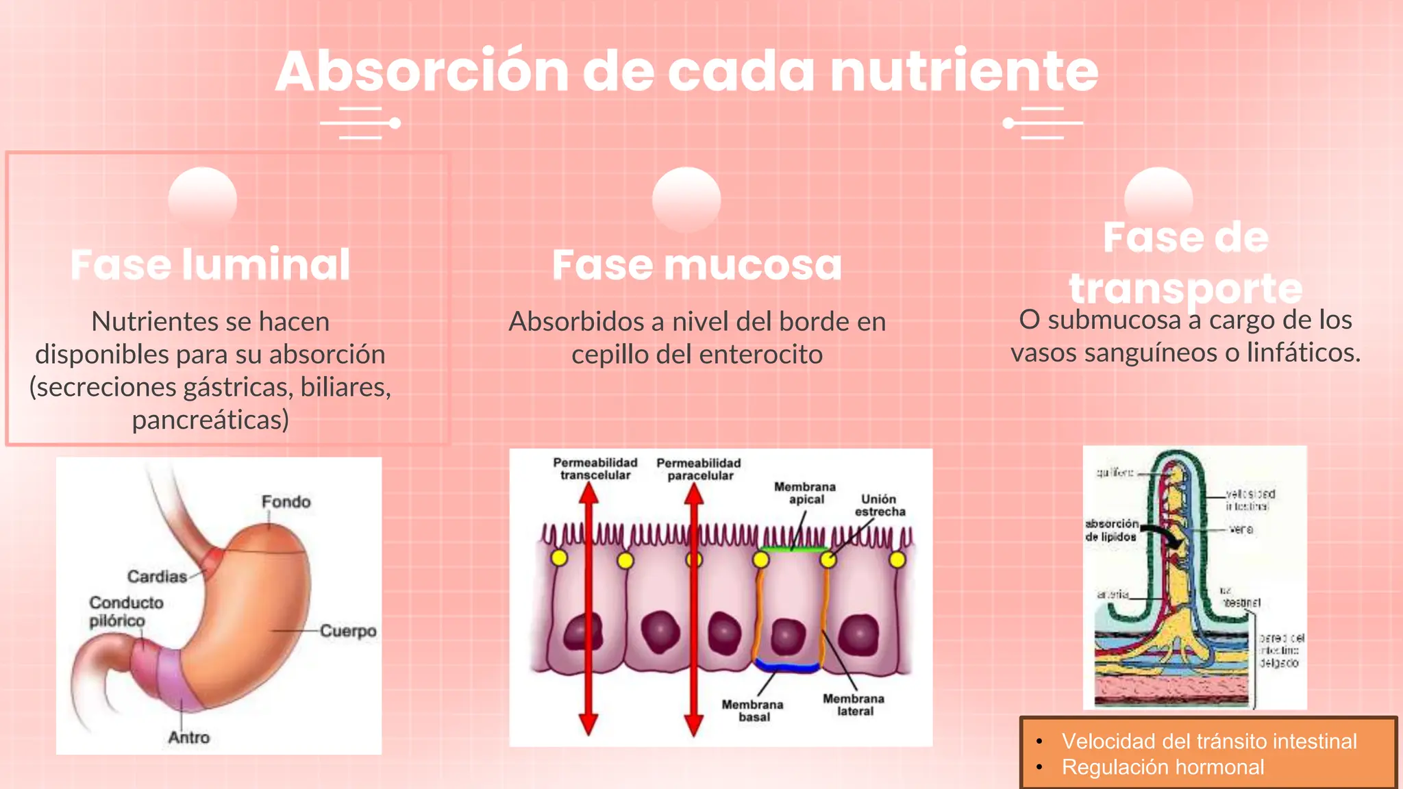MEDICINA INTERNA SINDROME DE MALA ABSORCION INTESTINAL | PPTX