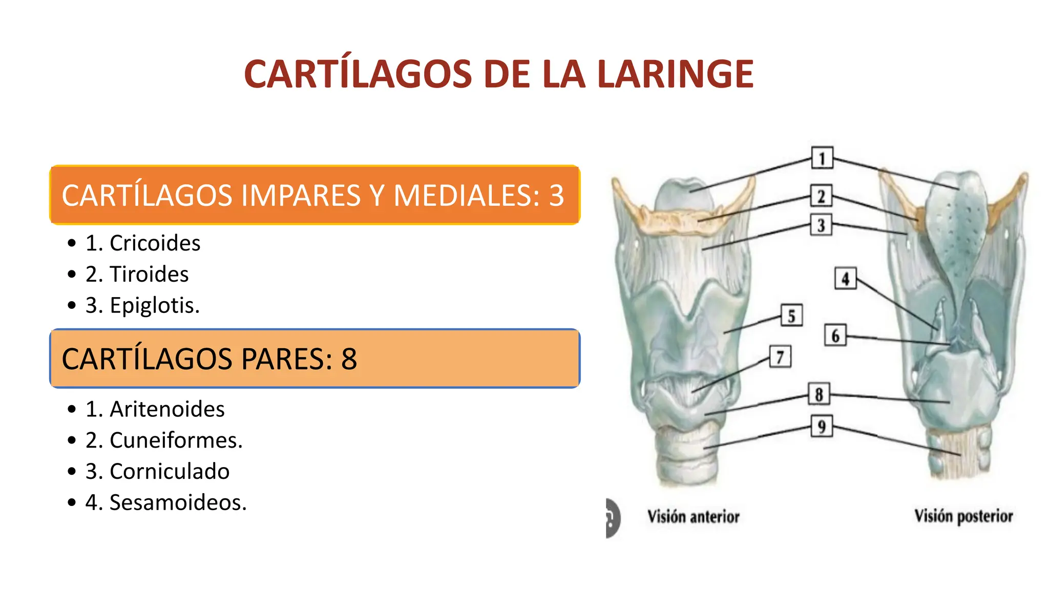 SX OBSTRUCTIVO LARINGEO AGUDO, SINDROME DISNEICO Y DISFONICO | PDF