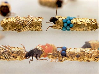 Somerson_SXSW Proposal | PDF