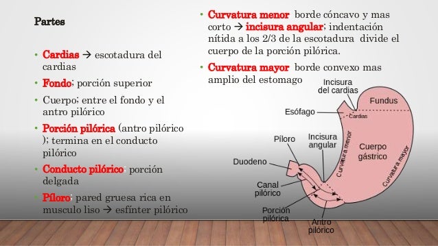 Sx ulceroso y gastritis