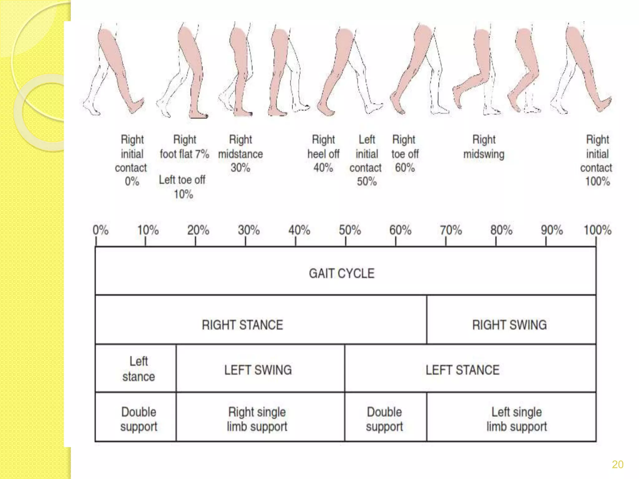 Gait_Biomechanics, Analysis and Abnormalities | PPTX