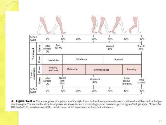 Gait_Biomechanics, Analysis and Abnormalities | PPTX | Death, Injury ...