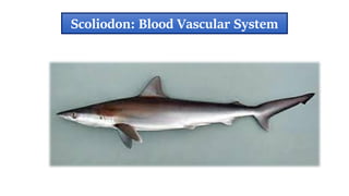 SYBSC_Scoliodon_Heart_ppt.pdf,ccccccccccc | PDF
