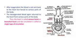 SYBSC_Scoliodon_Heart_ppt.pdf,ccccccccccc | PDF