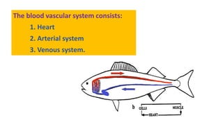 SYBSC_Scoliodon_Heart_ppt.pdf,ccccccccccc | PDF