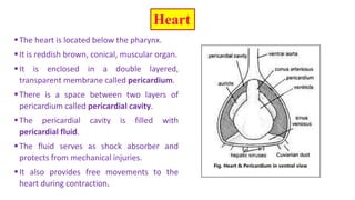 SYBSC_Scoliodon_Heart_ppt.pdf,ccccccccccc | PDF