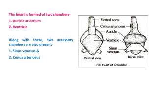 SYBSC_Scoliodon_Heart_ppt.pdf,ccccccccccc | PDF