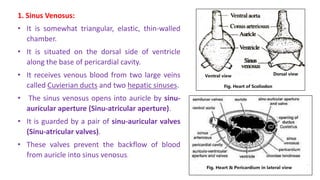 SYBSC_Scoliodon_Heart_ppt.pdf,ccccccccccc | PPT