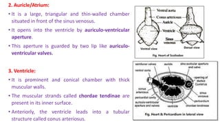 SYBSC_Scoliodon_Heart_ppt.pdf,ccccccccccc | PDF