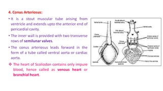 SYBSC_Scoliodon_Heart_ppt.pdf,ccccccccccc | PPT