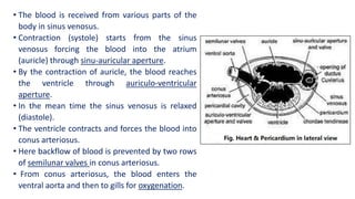 SYBSC_Scoliodon_Heart_ppt.pdf,ccccccccccc | PDF
