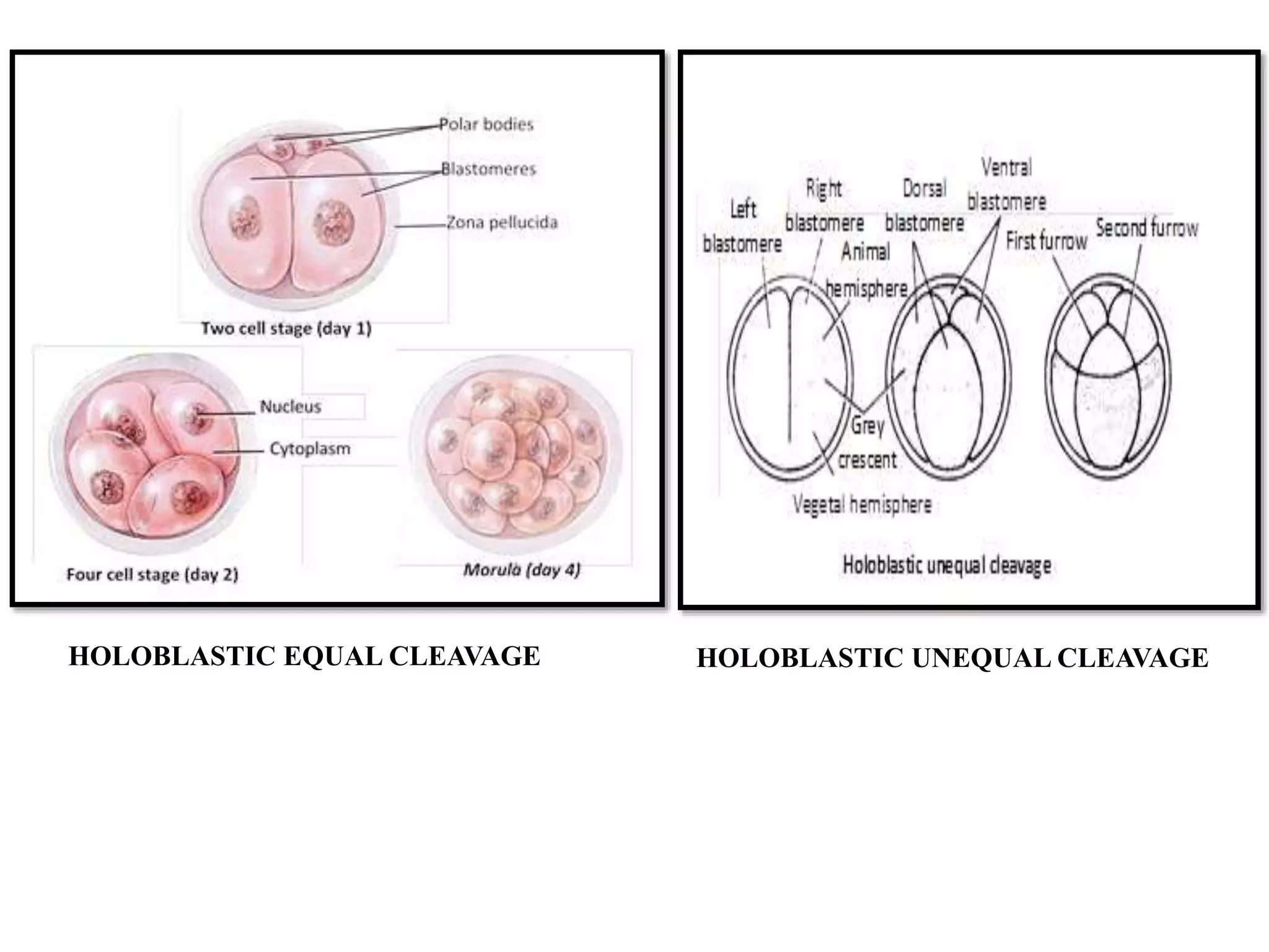 Egg structure, types classification and cleavage types , sperm ...