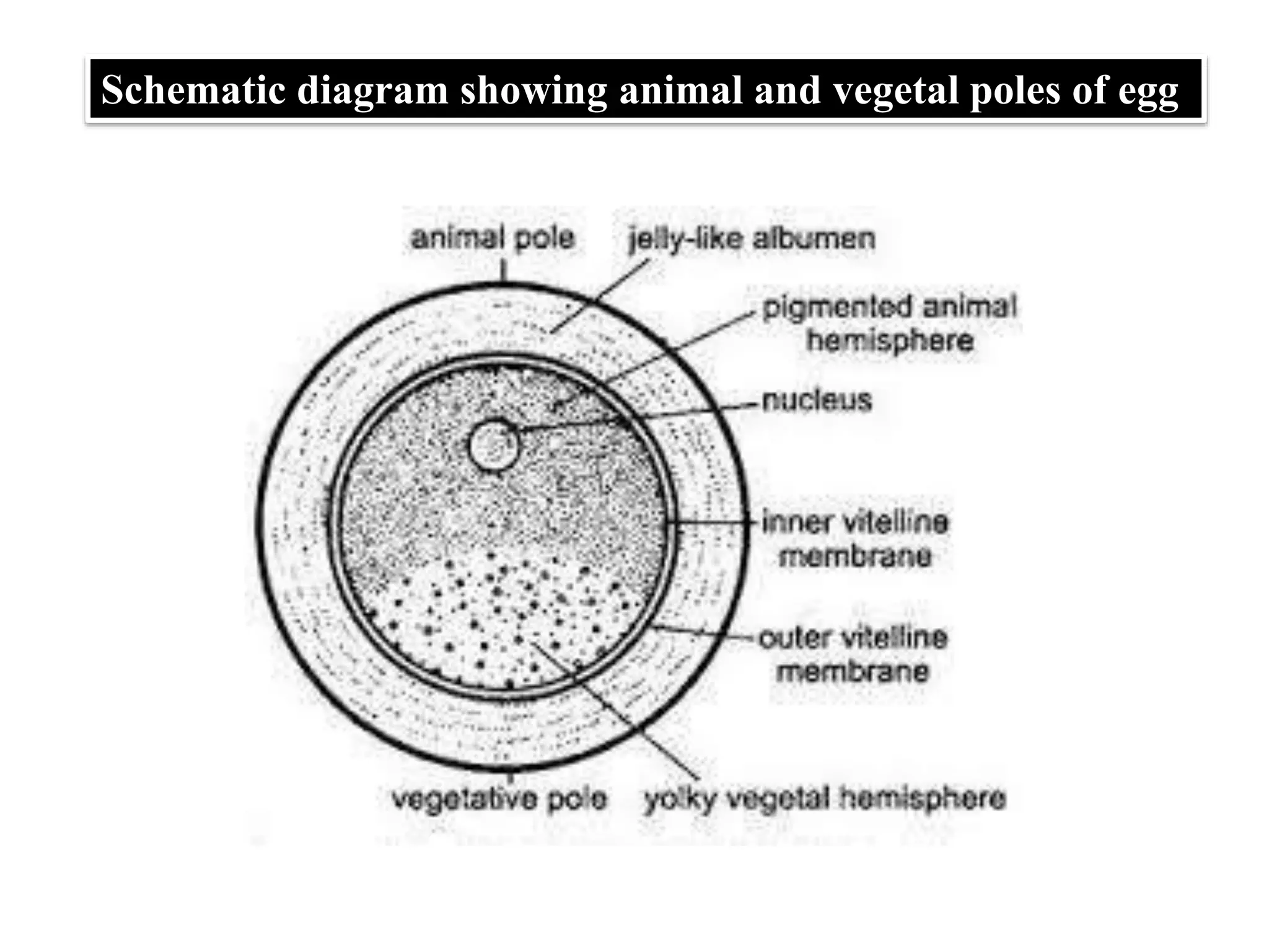 Egg structure, types classification and cleavage types , sperm ...