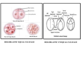 Egg structure, types classification and cleavage types , sperm ...