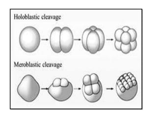 Egg structure, types classification and cleavage types , sperm ...