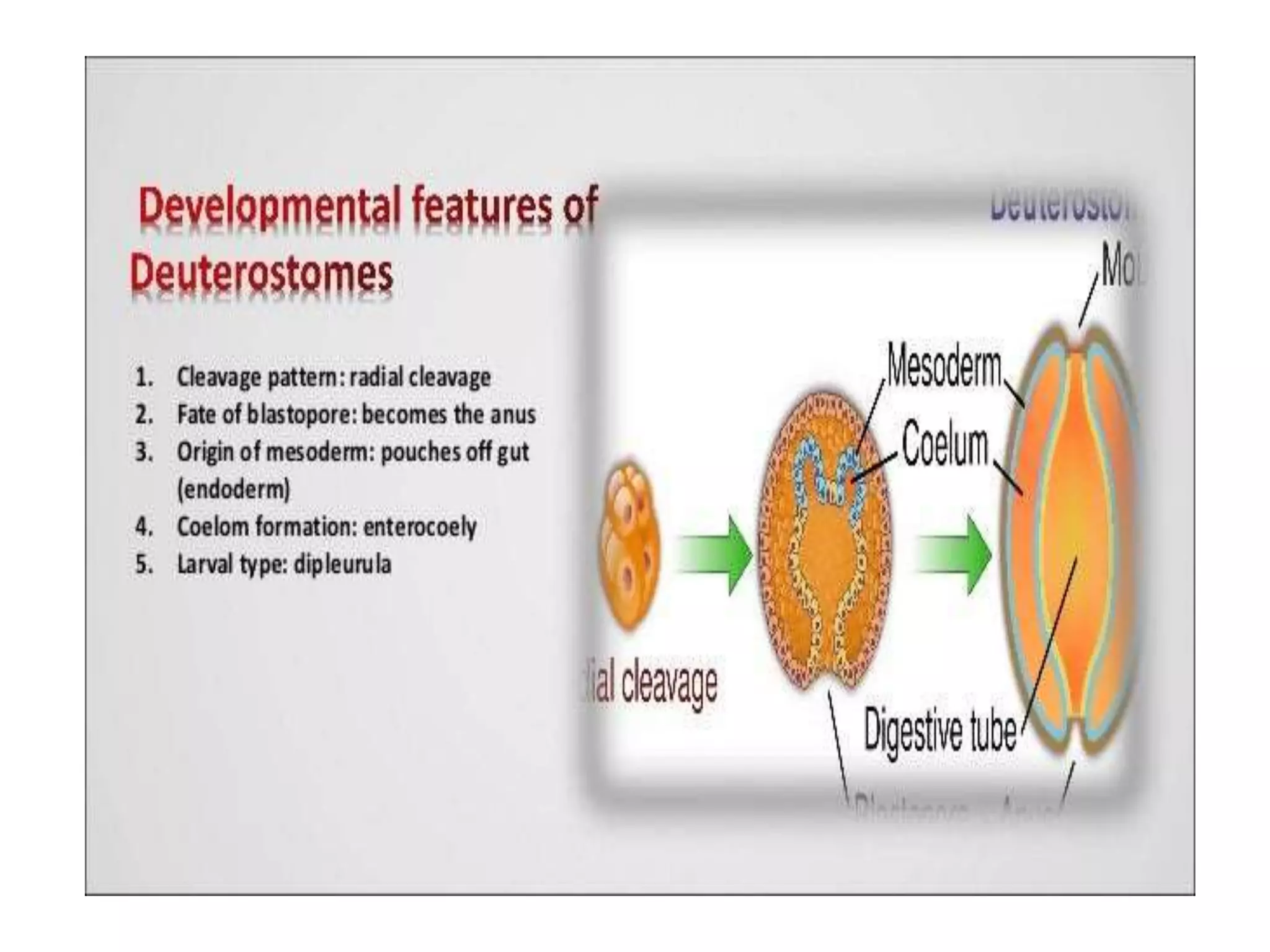 Coelom formation in protostomes and deuterostomes and types of coelom ...