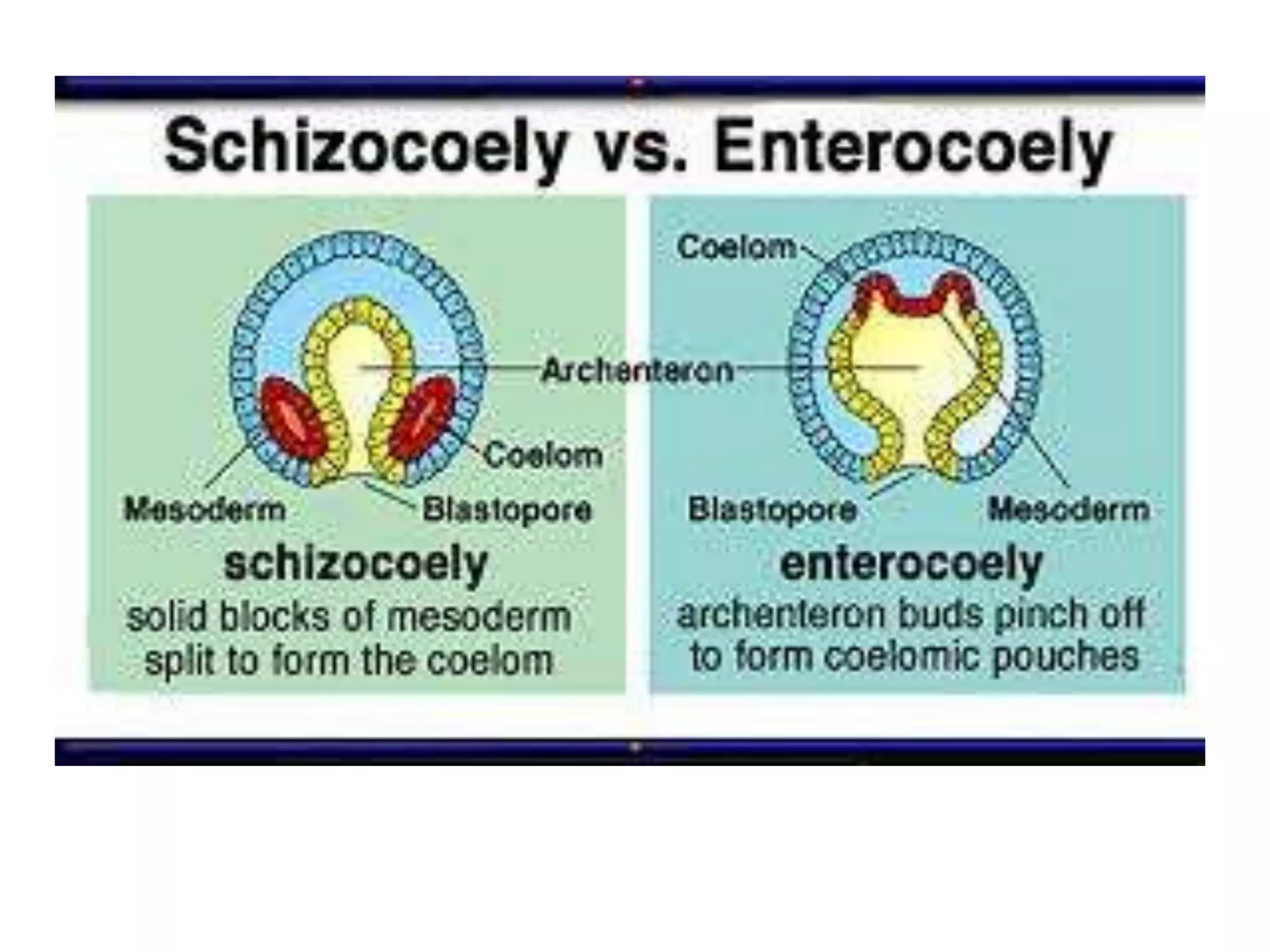 Coelom formation in protostomes and deuterostomes and types of coelom ...
