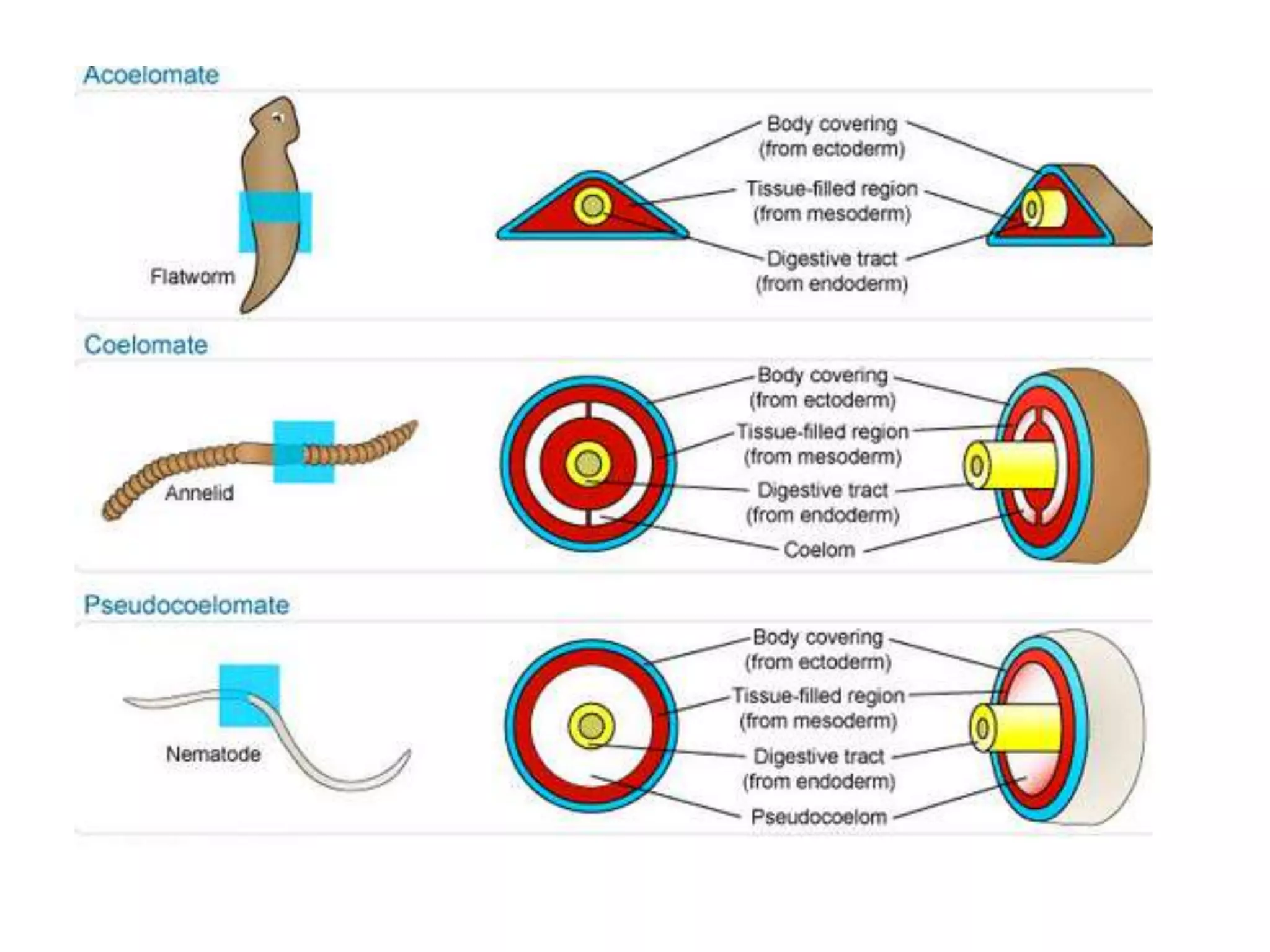 Coelom formation in protostomes and deuterostomes and types of coelom ...