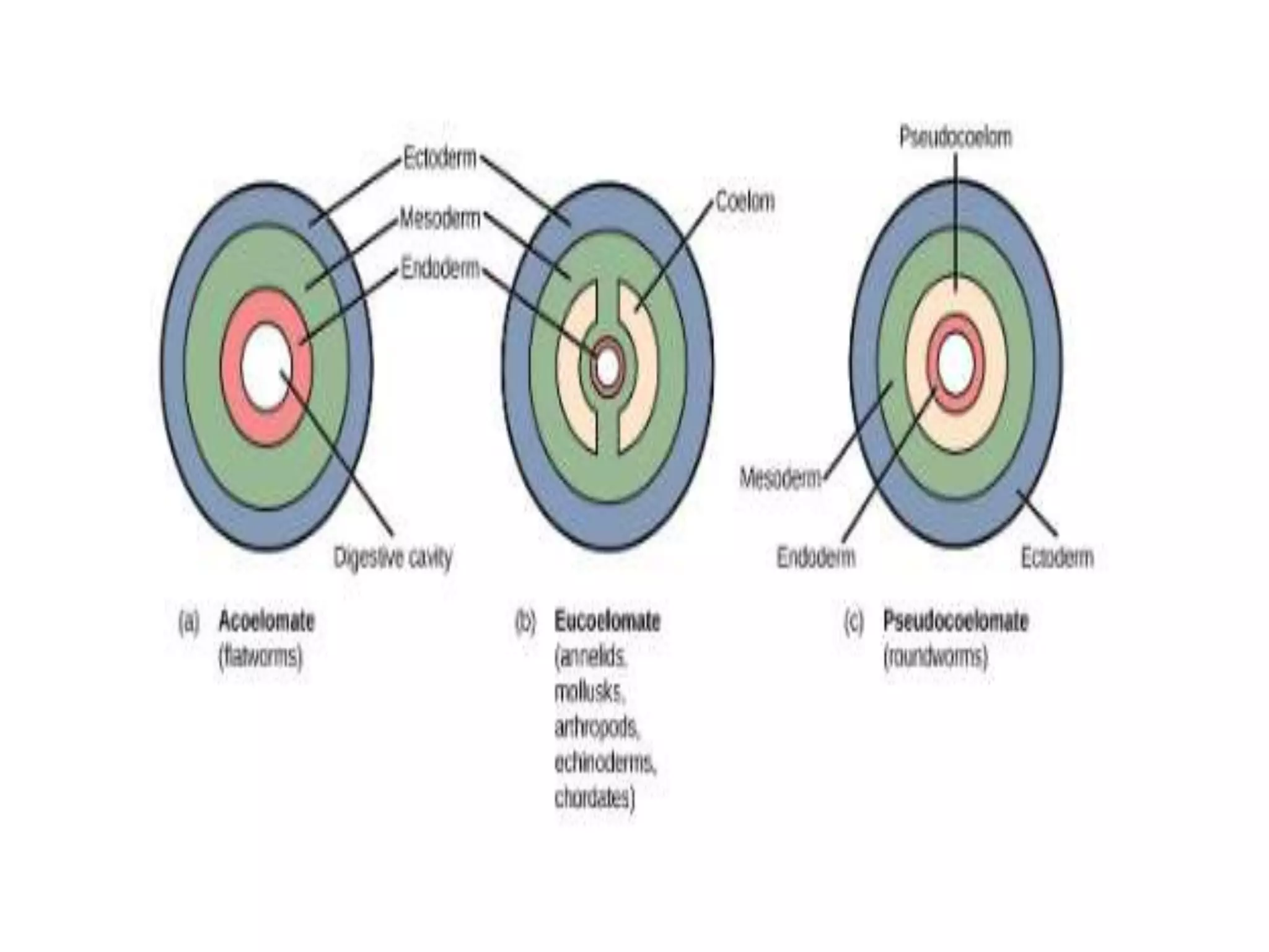 Coelom formation in protostomes and deuterostomes and types of coelom ...