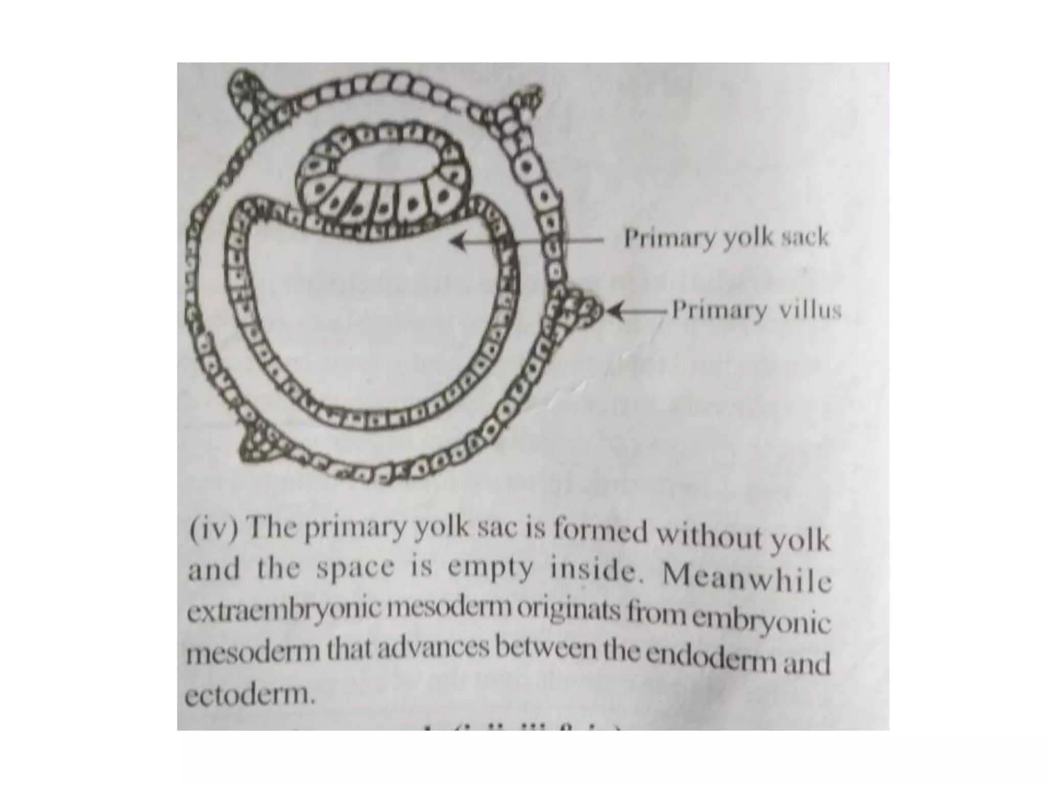 Coelom formation in protostomes and deuterostomes and types of coelom ...