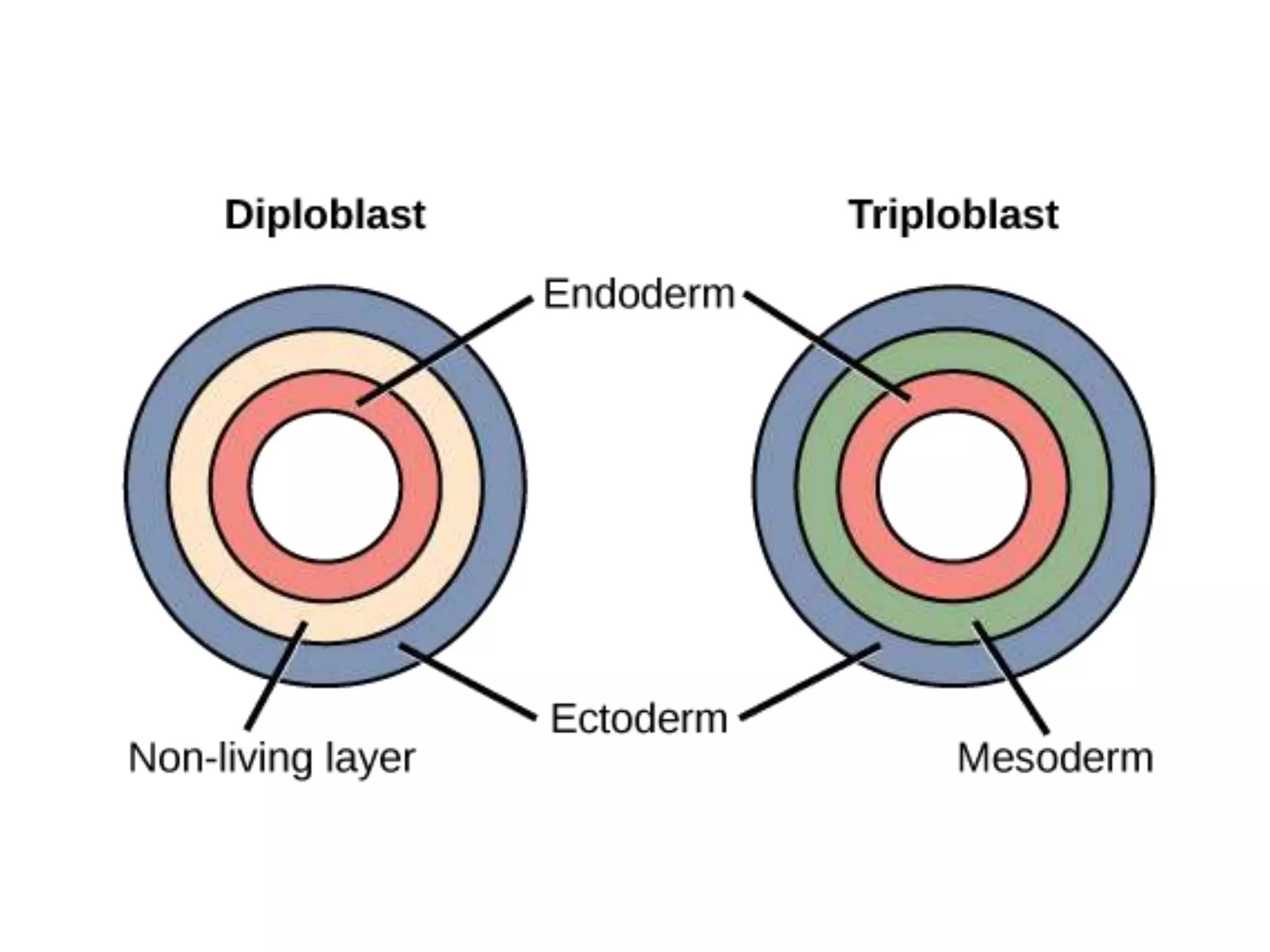 Coelom formation in protostomes and deuterostomes and types of coelom ...