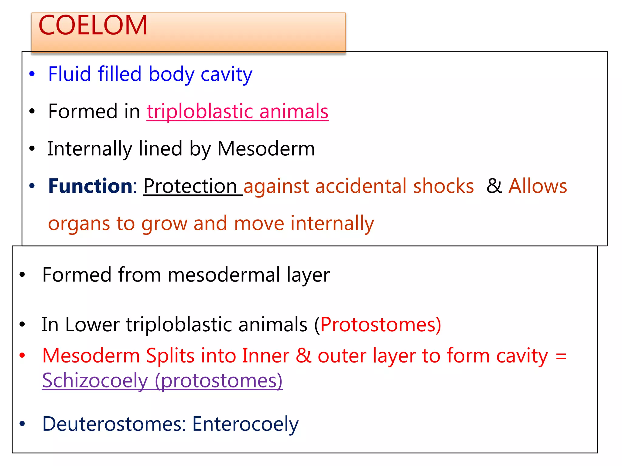 Coelom formation in protostomes and deuterostomes and types of coelom ...