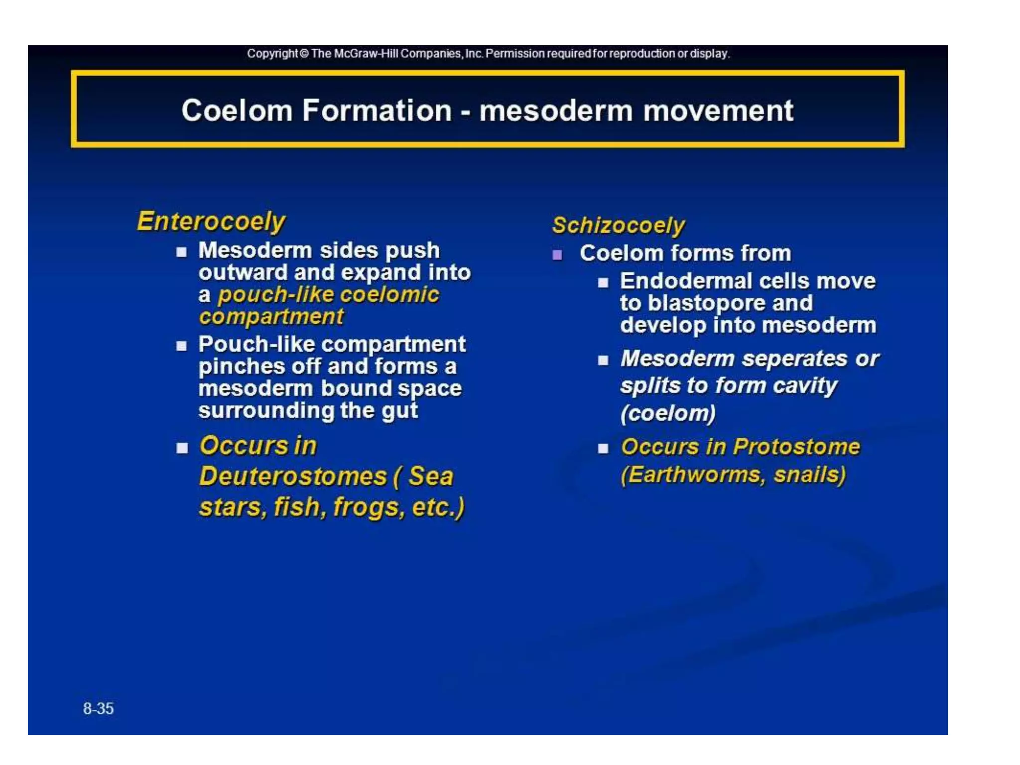 Coelom formation in protostomes and deuterostomes and types of coelom ...