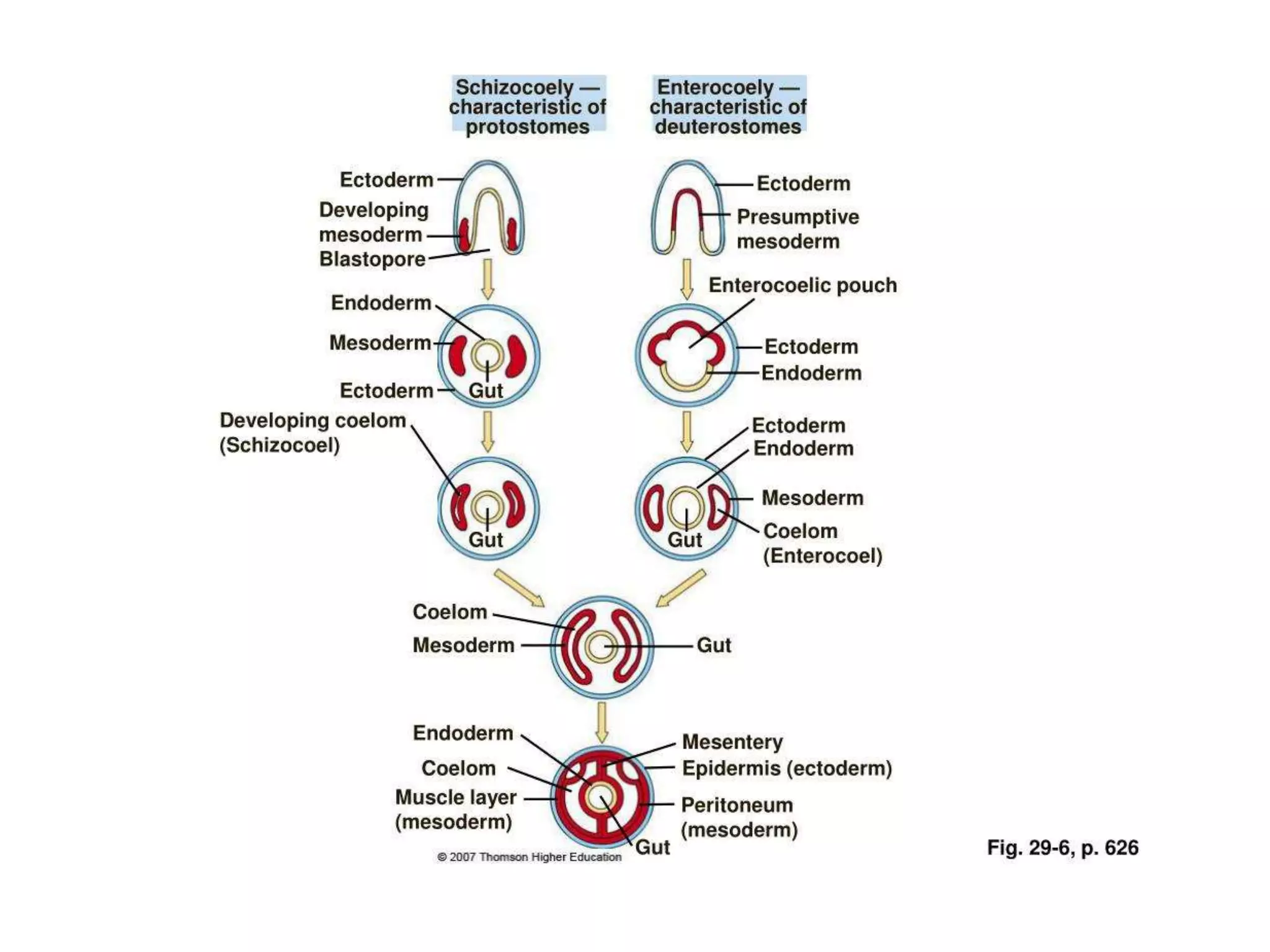 Coelom formation in protostomes and deuterostomes and types of coelom ...