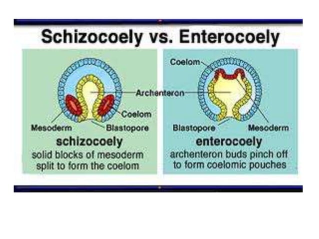 Coelom formation in protostomes and deuterostomes and types of coelom ...